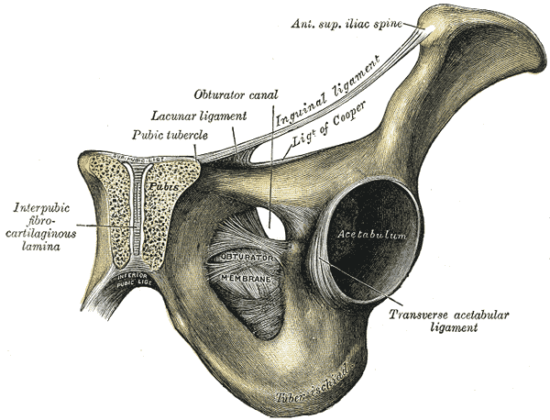Isquion: qué es, características, anatomía, funciones