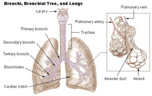 Parénquima pulmonar: qué es, descripción, histología, enfermedades