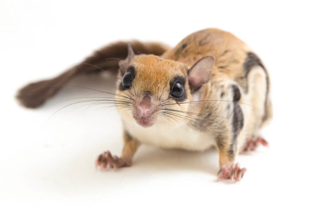 Ardillas voladoras: características, clasificación, hábitat, reproducción