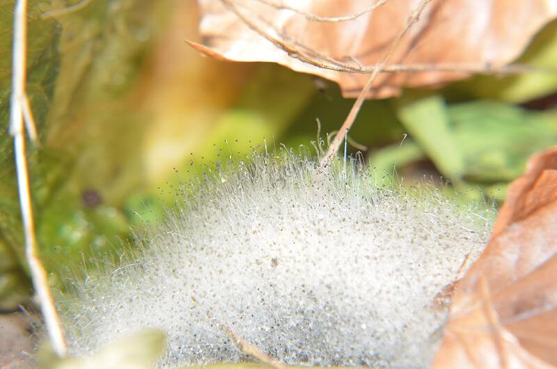 Los 10 hongos microscópicos más comunes: qué y cuáles son