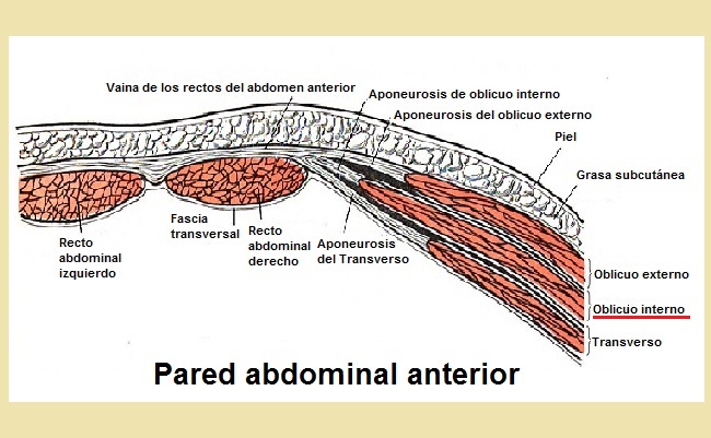 Músculo oblicuo interno: qué es, características, funciones, patologías