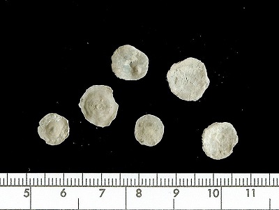 Orbitolina: características, hábitat, alimentación, reproducción