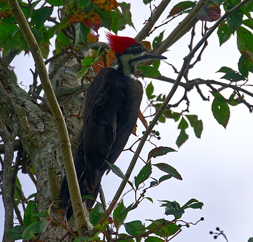 Pájaros carpinteros: características, hábitat, reproducción, nutrición