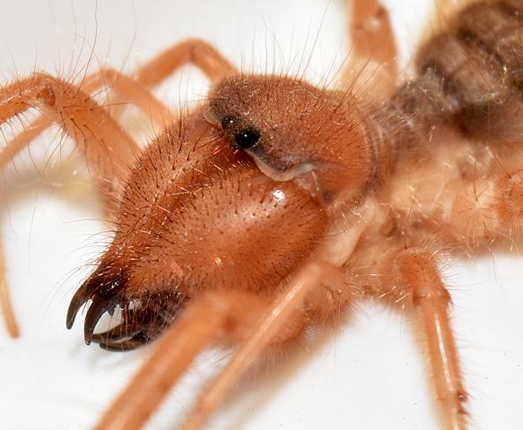 Araña camello: qué es, características, hábitat, comportamiento