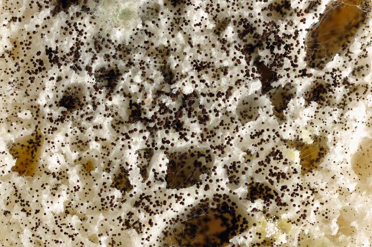 Los 10 hongos microscópicos más comunes: qué y cuáles son