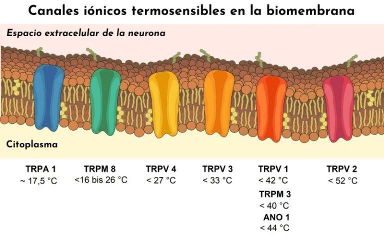 Termorreceptores: qué son, en humanos, animales y plantas