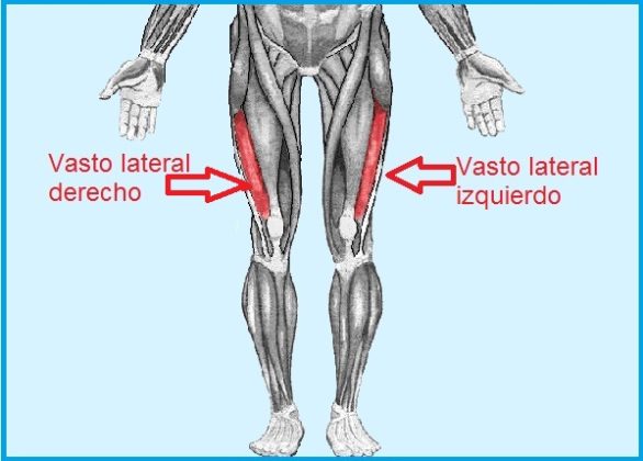 Vasto lateral: función, origen, inserción, inervación