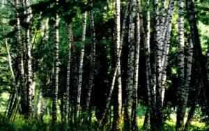 Bosque Templado Qué Es Características Tipos Fauna Flora