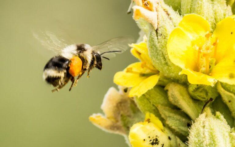 Ecosistema aéreo: qué es, características, tipos y animales