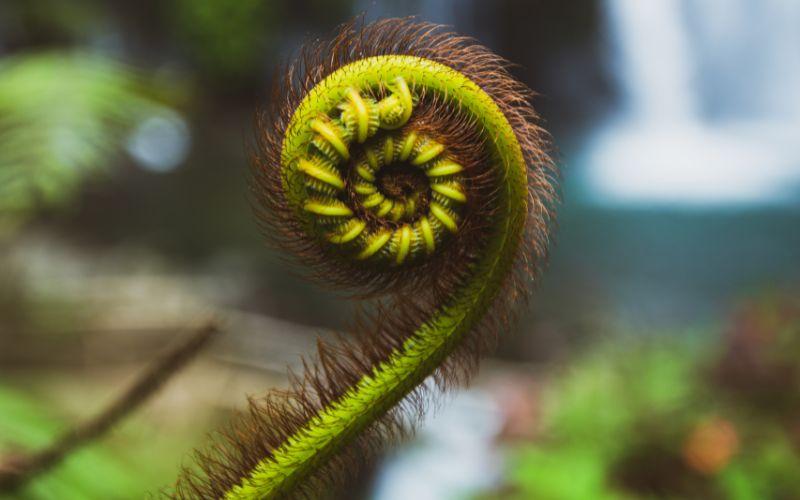 Biología matemática: qué es, historia, objeto de estudio, aplicaciones