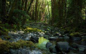 Bosque Templado Qué Es Características Tipos Fauna Flora