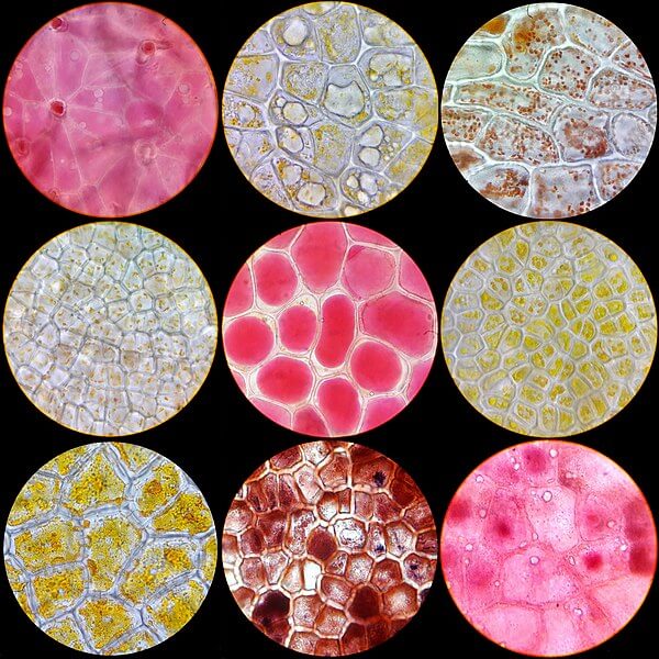 Cromoplastos: qué son, funciones, tipos cromorrespiración