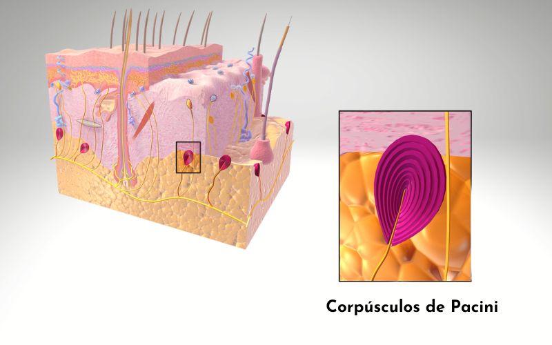 Corpúsculos de Pacini: qué son, histología, ubicación y funciones