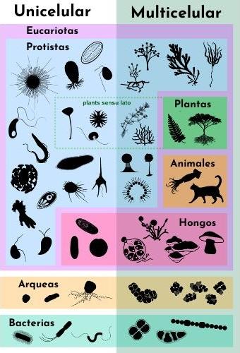 Dominio Archaea: qué es, origen, características, clasificación, ejemplos