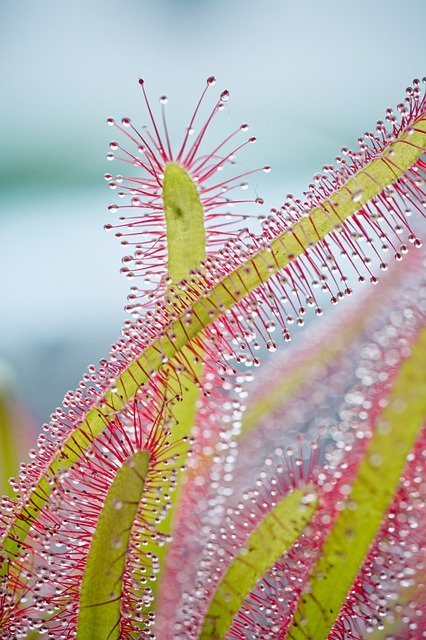 Drosera capensis: características, hábitat, cultivo, cuidados