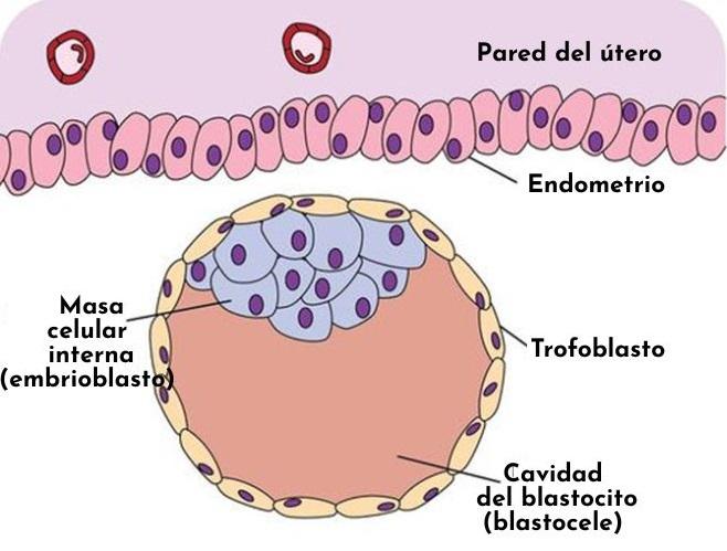 Embrioblastos: què son, desarrollo, funciones, capas