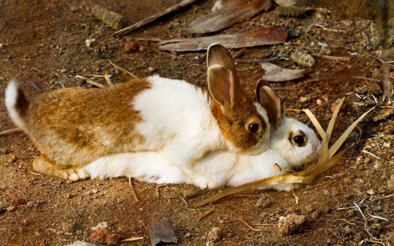 Fecundación Interna En Humanos Fases De La Reproducción Humana