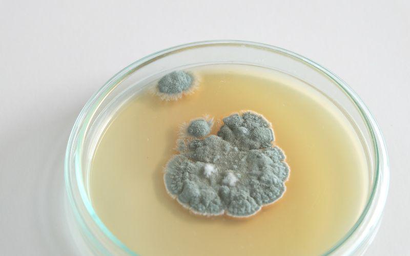 Los 10 hongos microscópicos más comunes: qué y cuáles son