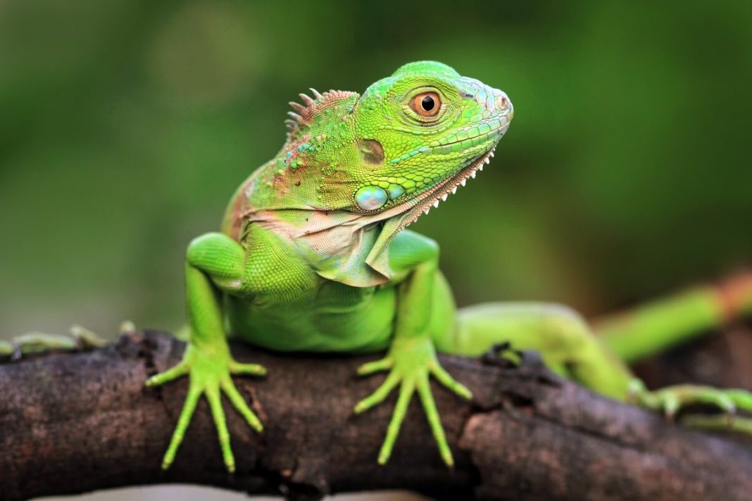 Los 15 Animales con Escamas Más Relevantes