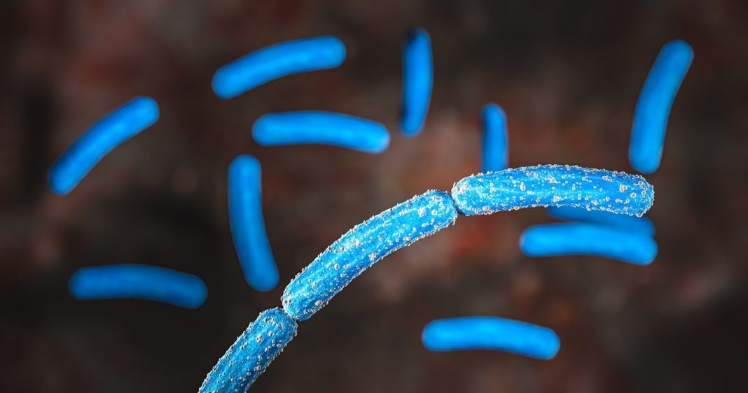 Bacillus: características, reproducción, nutrición, enfermedades