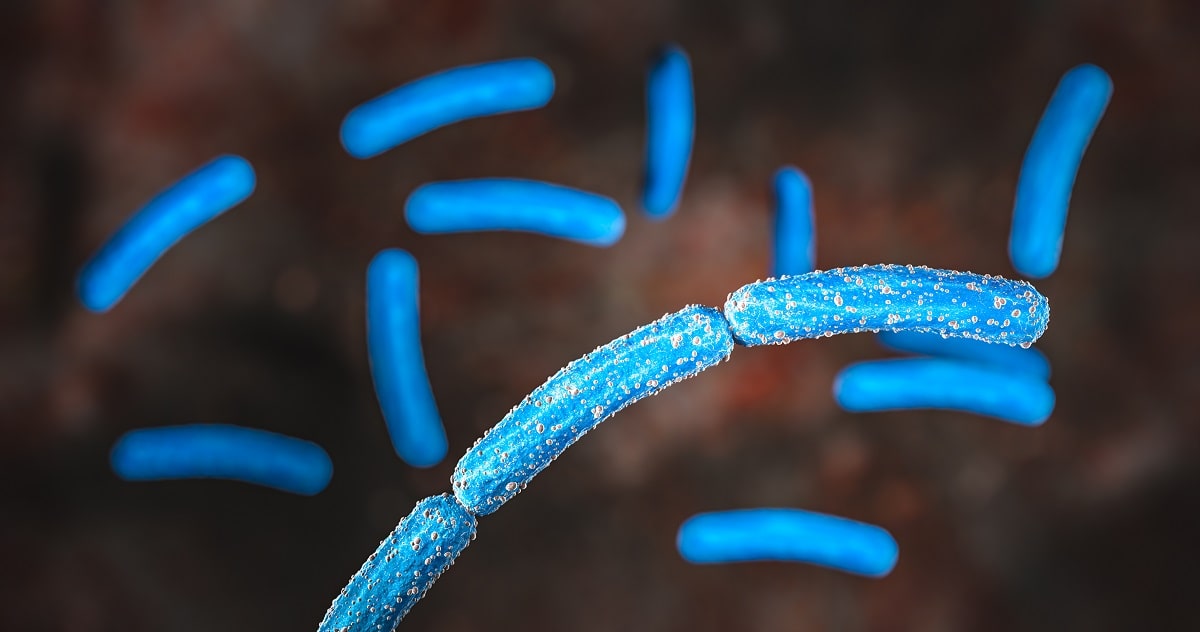 Bacillus: características, reproducción, nutrición, enfermedades