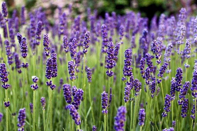 Lavandula dentata: características, hábitat, propiedades, cuidados