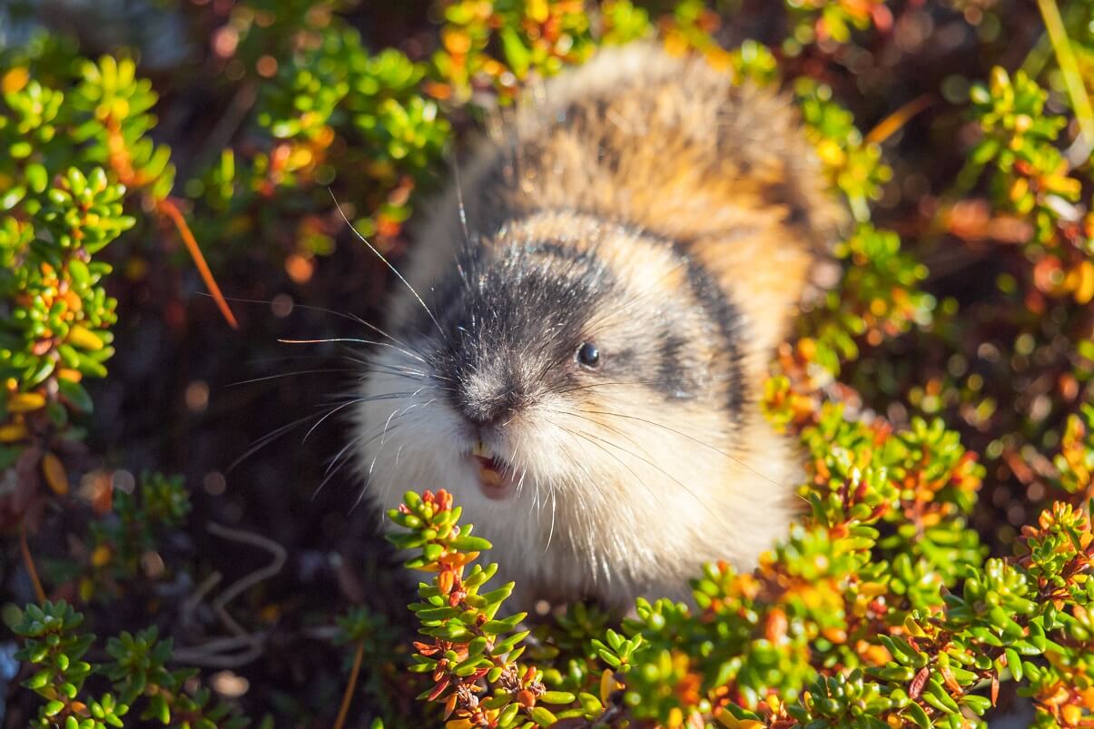 13 Animales de Clima Frío y sus Características