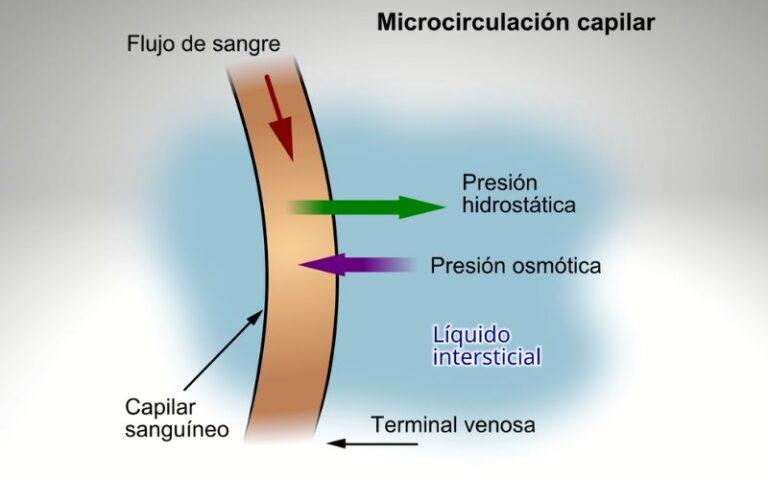 Líquiido intersticial: qué es, composición, funciones