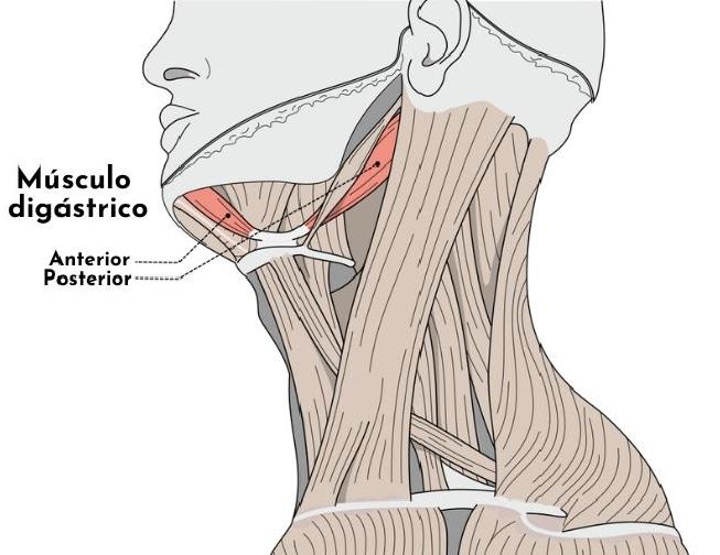 Musculo Digastrico Digestive System | Systems | Aula De Anatomia
