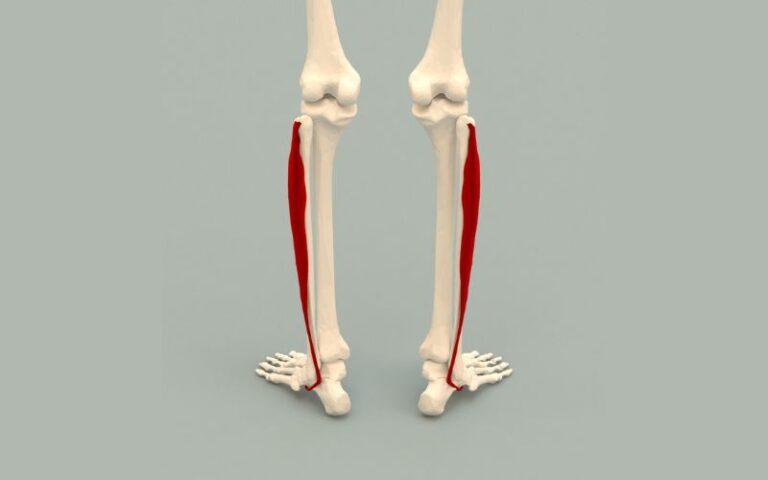 Músculo peroneo largo: qué es, origen, inervación, funciones. lesiones