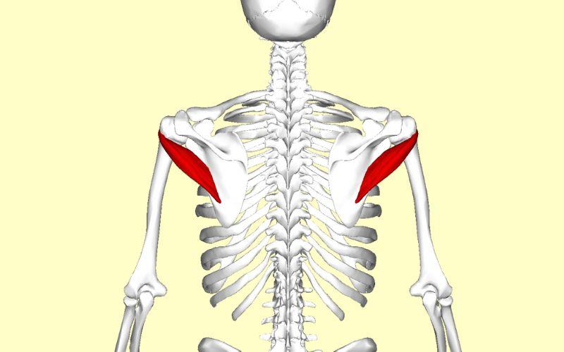Redondo Menor Músculo Infraespinoso Deltoides Y Supraespinoso Musculo