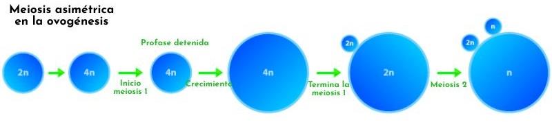 Ovogénesis: qué es, características y fases en animales y en plantas