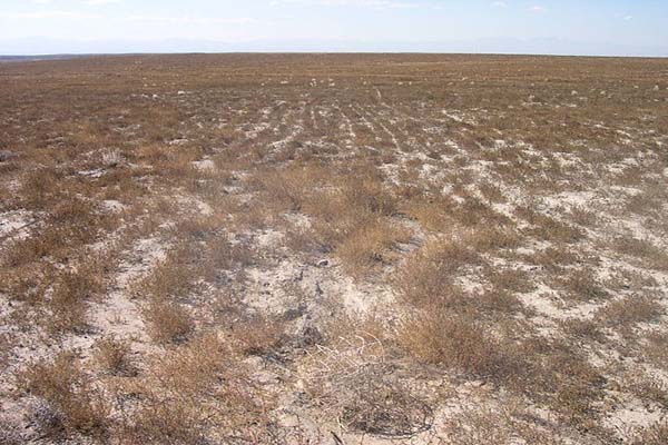Sobrepastoreo: qué es, causas, efectos, soluciones