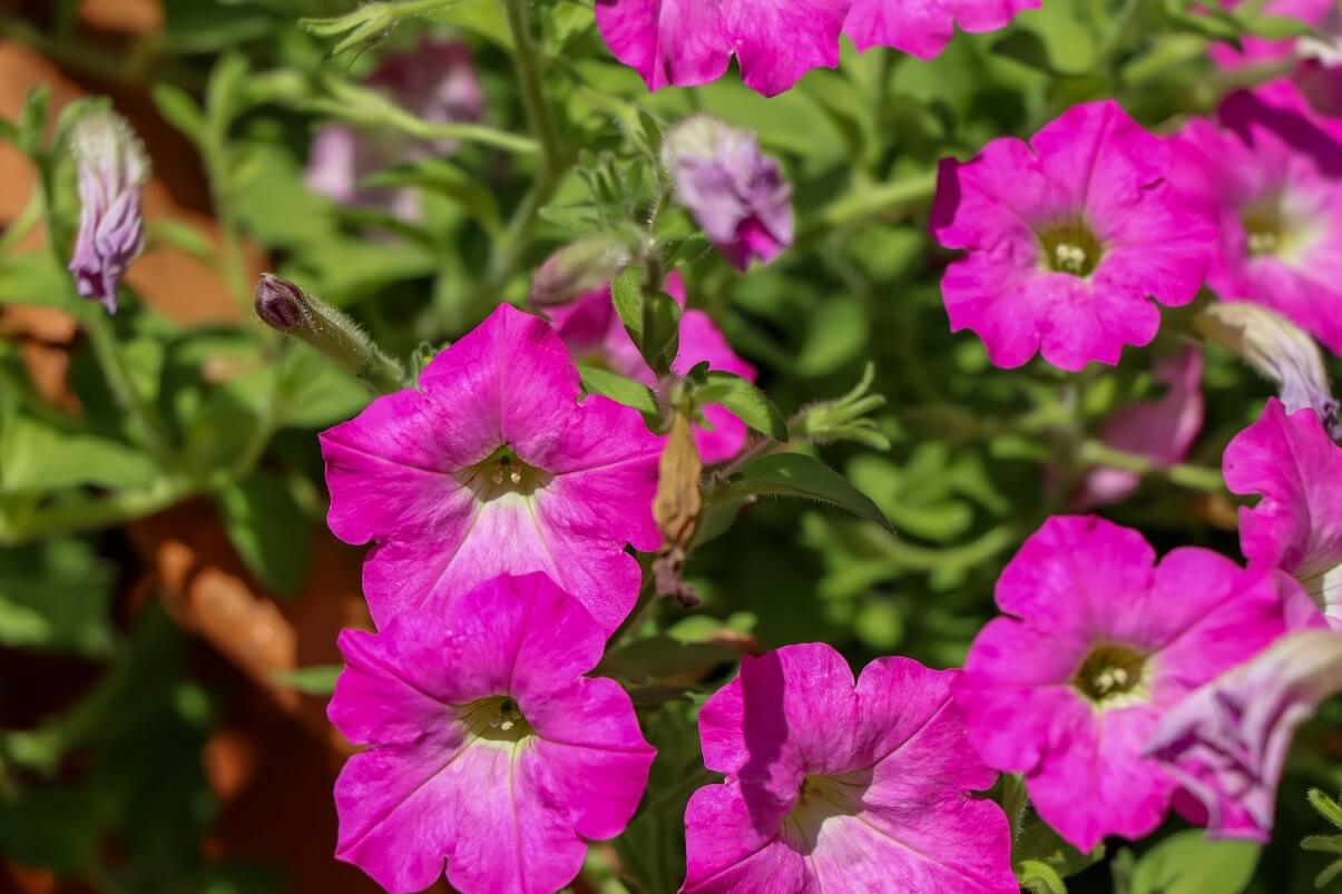 Petunias: características, hábitat, cultivo, cuidados
