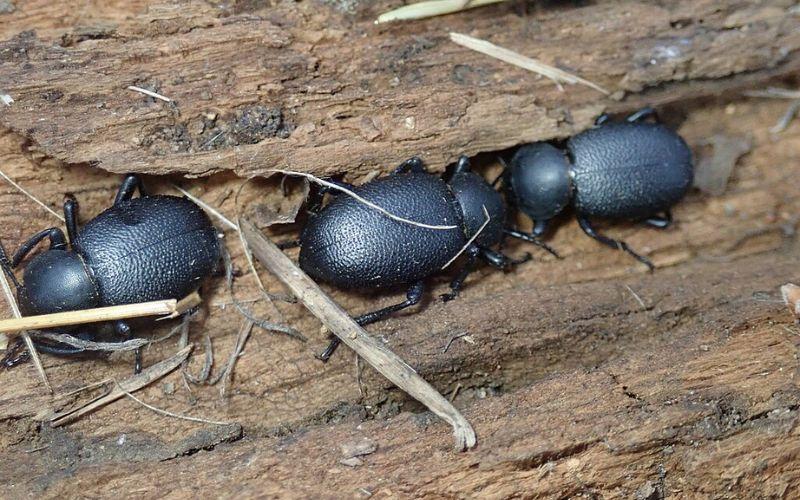 Pinacate: qué es, características, defensa, ciclo vital, control