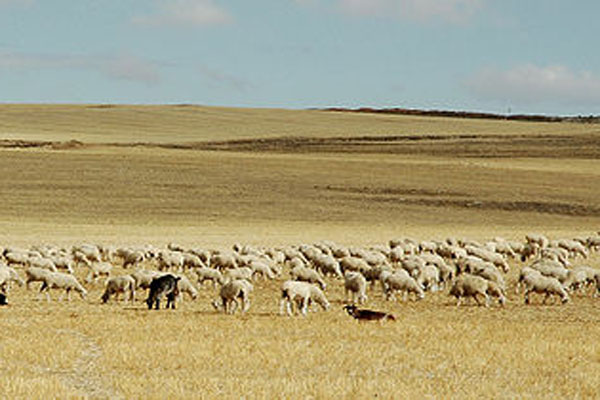 Sobrepastoreo: qué es, causas, efectos, soluciones