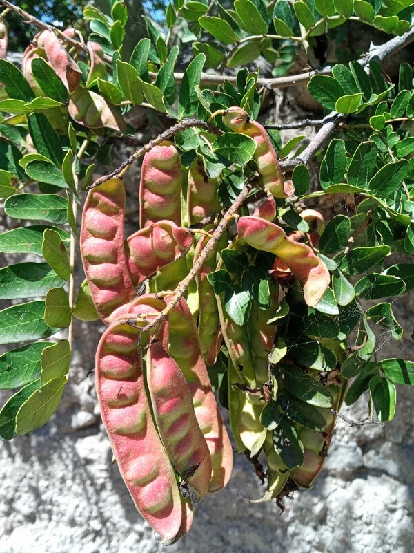Región Suni: características, relieve, flora, fauna, clima