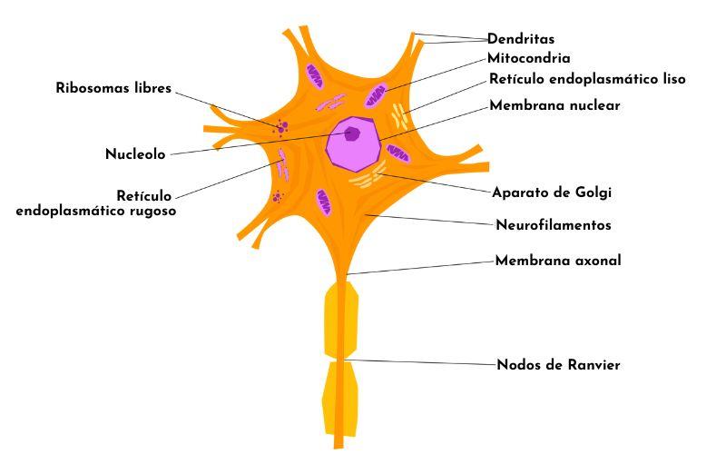 Tipos de neuronas: qué son, funciones y características