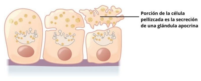 Glándulas: qué son, tipos, funciones, enfermedades