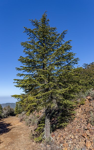Cedro del Líbano: qué es, características, usos y cuidados