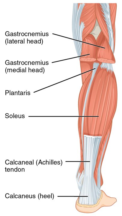 Gastrocnemio: qué es, anatomía, funciones y lesiones