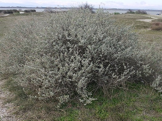 Atriplex halimus: características, hábitat, usos, enfermedades