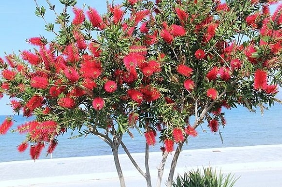 Callistemon citrinus: características, hábitat, usos, enfermedades