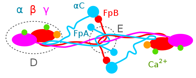 Fibrinógeno: función, altas y bajas concentraciones, valores normales
