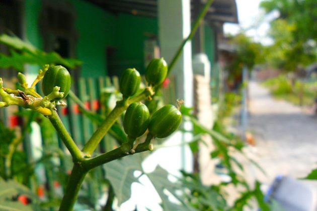 Chaya: qué es, características, propiedades, cuidados