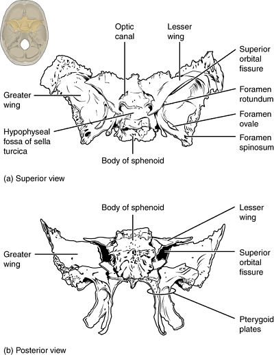 Esfenoides: anatomía, apófisis pterigoides, funciones