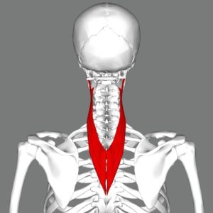 Esplenio: qué es, anatomía, funciones y lesiones