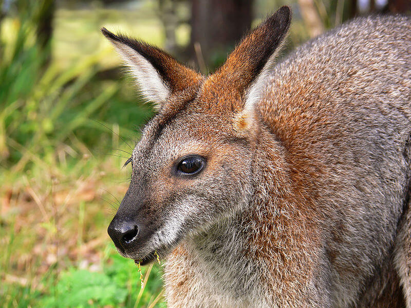 Wallaby: características, clasificación, hábitat, especies