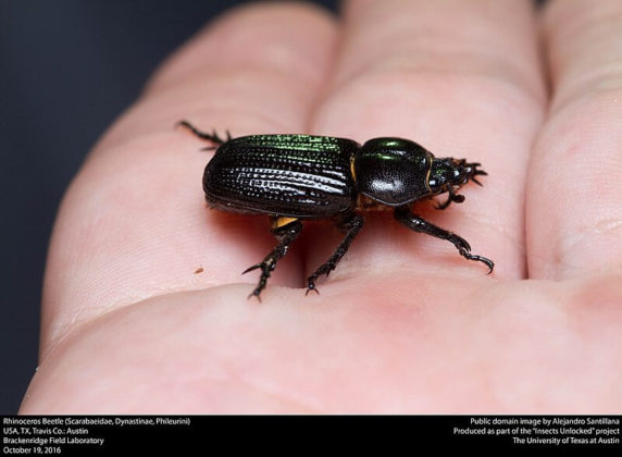 Escarabajo rinoceronte: características, hábitat, comportamiento