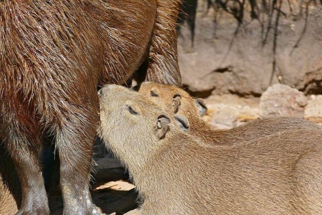 Capibara: qué es, características, hábitat, alimentación, comportamiento